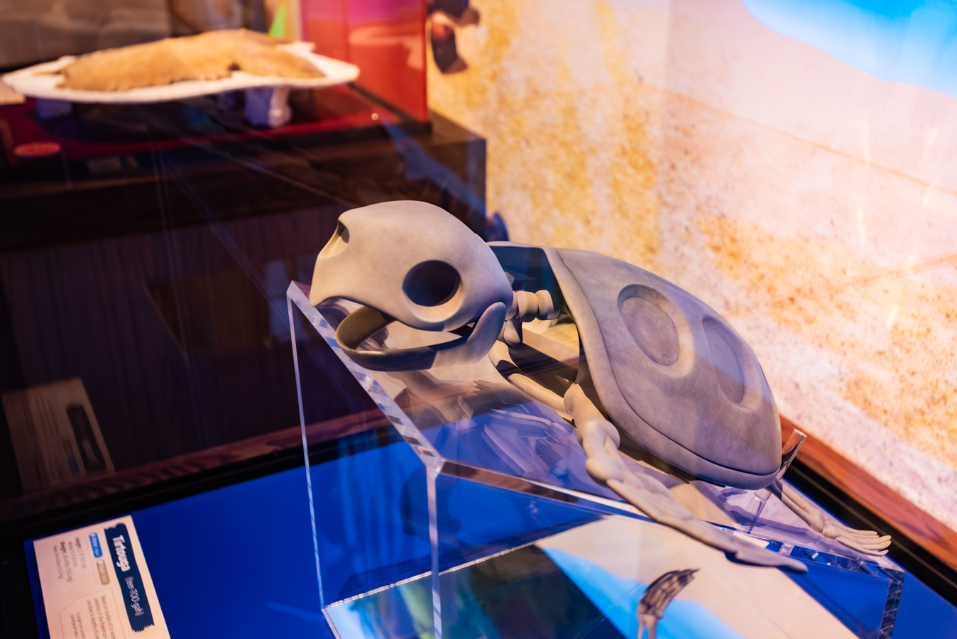 Dig into the Pokémon Fossil Museum Exhibition at Chicago’s Field Museum ...