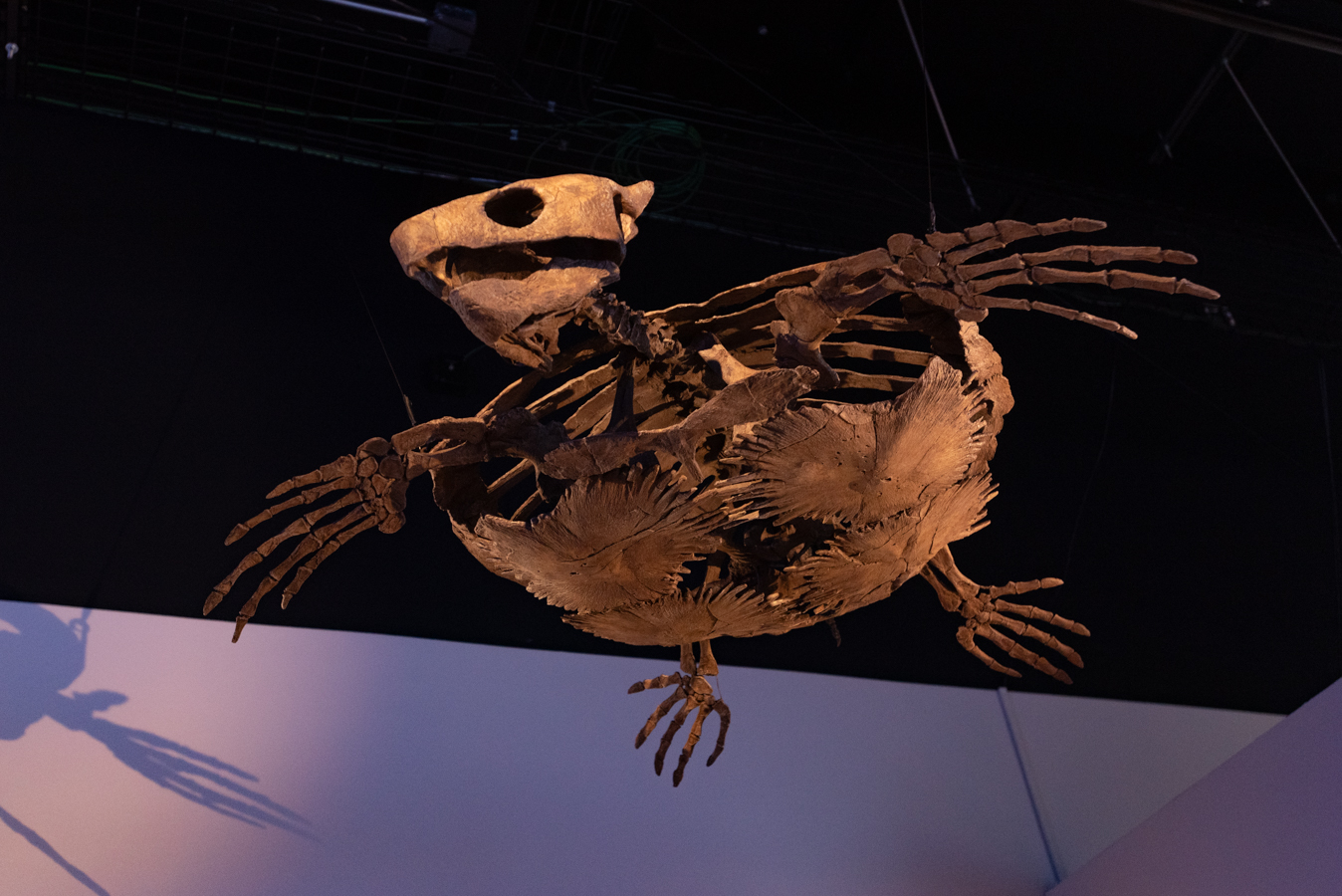 Dig into the Pokémon Fossil Museum Exhibition at Chicago’s Field Museum ...