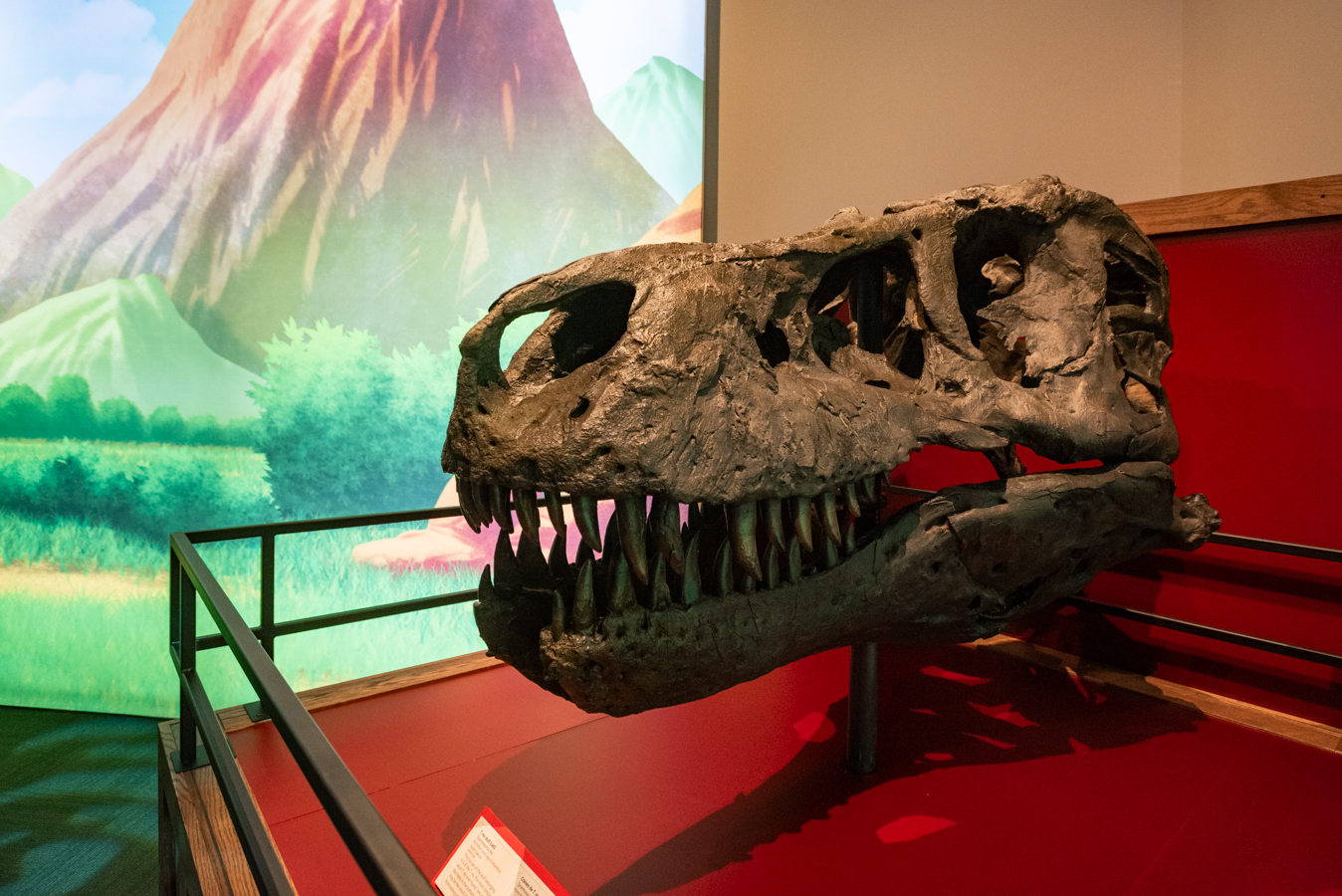 Dig into the Pokémon Fossil Museum Exhibition at Chicago’s Field Museum ...